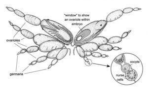 Eggs and embryos: how aphids develop without sex – Blackman & Eastop's ...